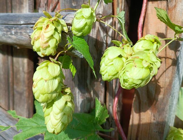 Wilder Hopfen