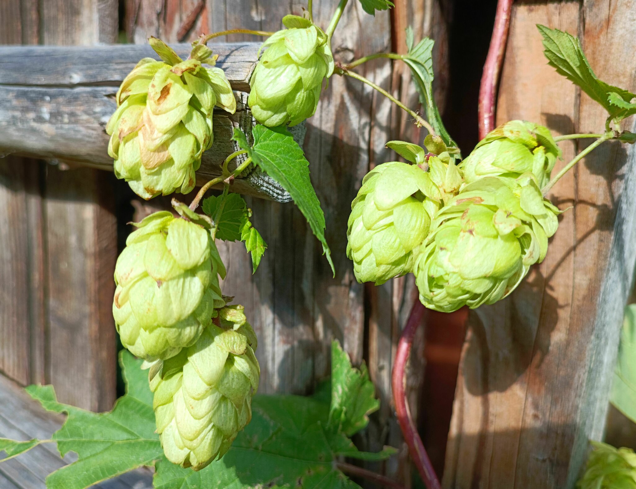 Wilder Hopfen