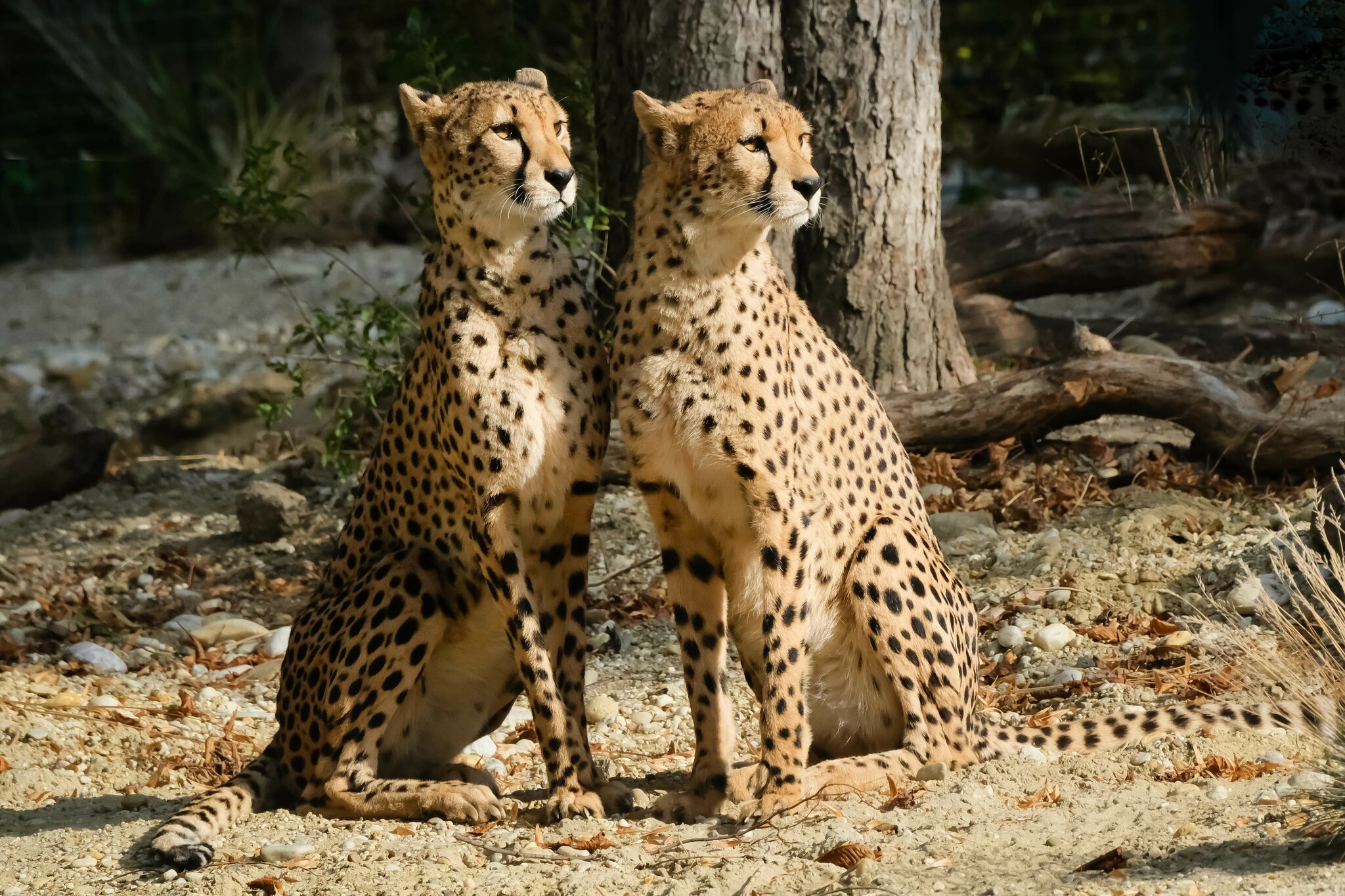 In nur drei Sekunden kann der Gepard 112 km / h