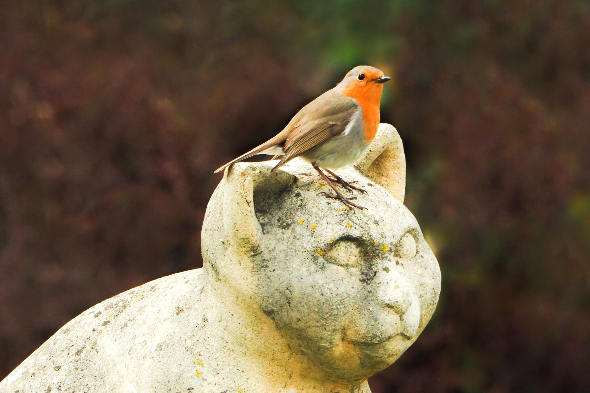 Das Rotkehlchen - der kleine Wicht