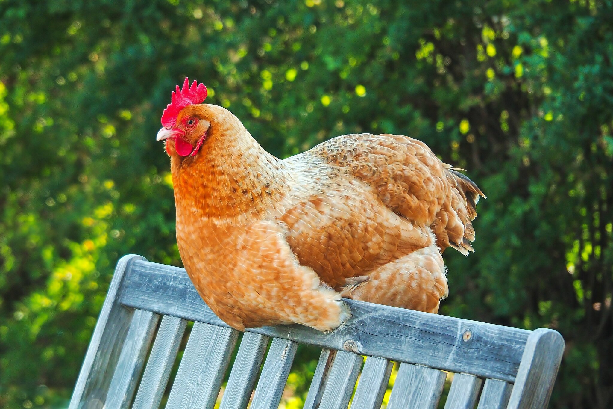 "Orange" heißt mein Huhn