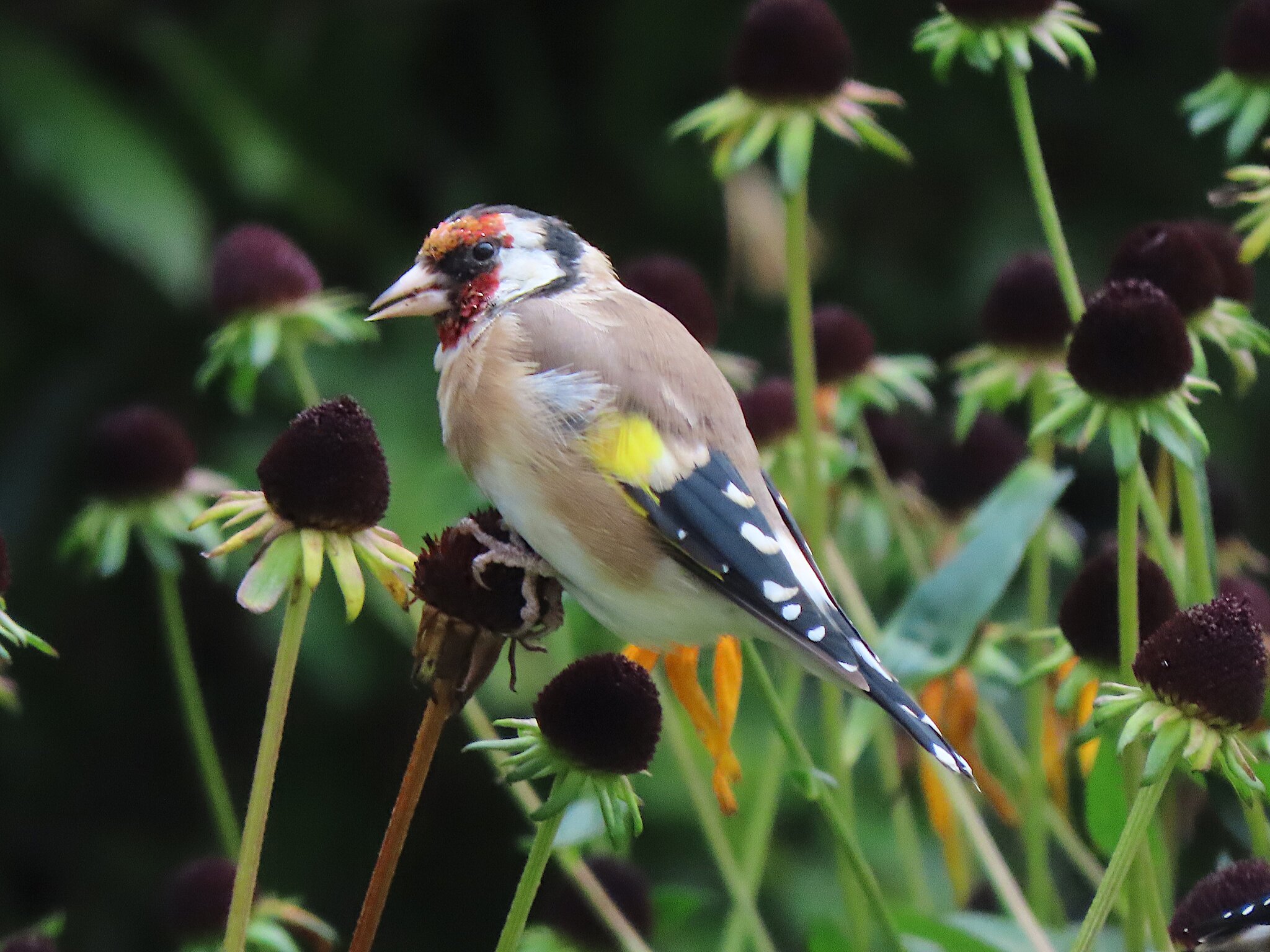 Stieglitz, auch Distelfink genannt