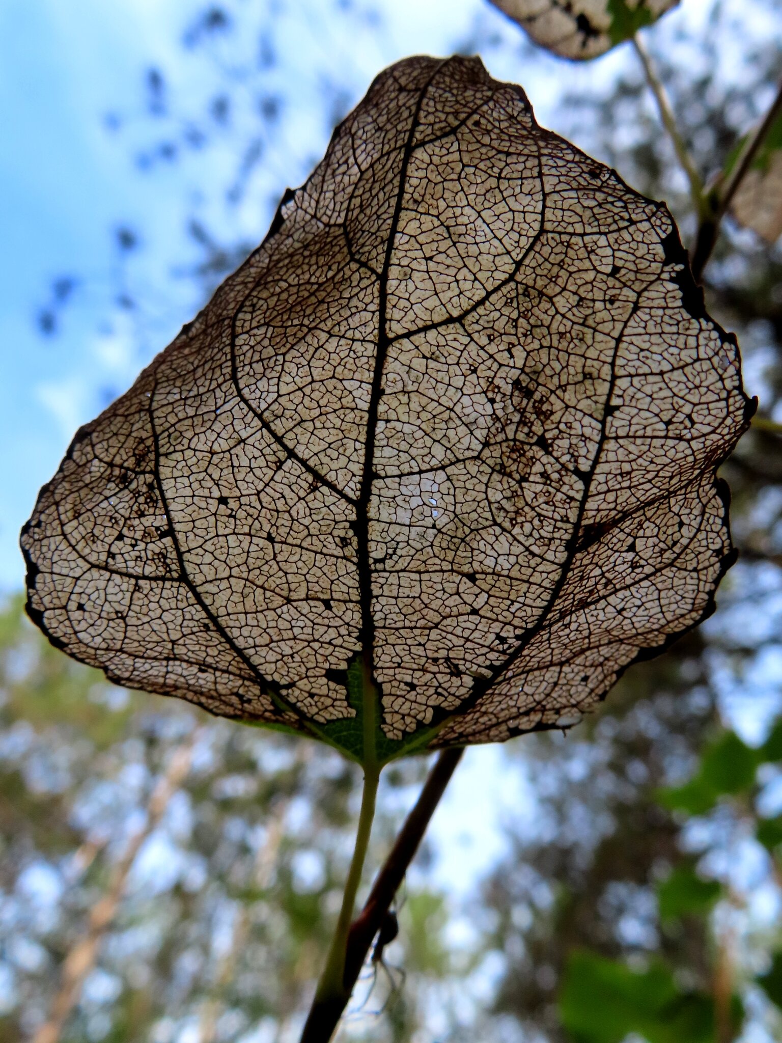Durch natürliche Mazeration entstandenes Wunder der Natur.