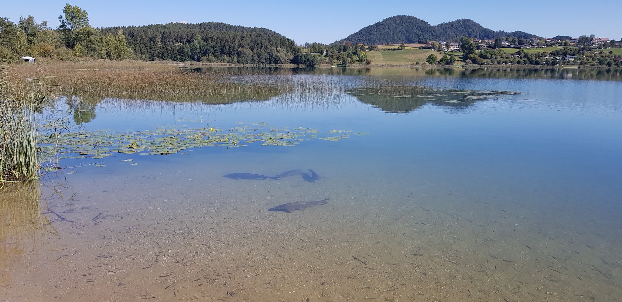 Karpfen am Turnersee