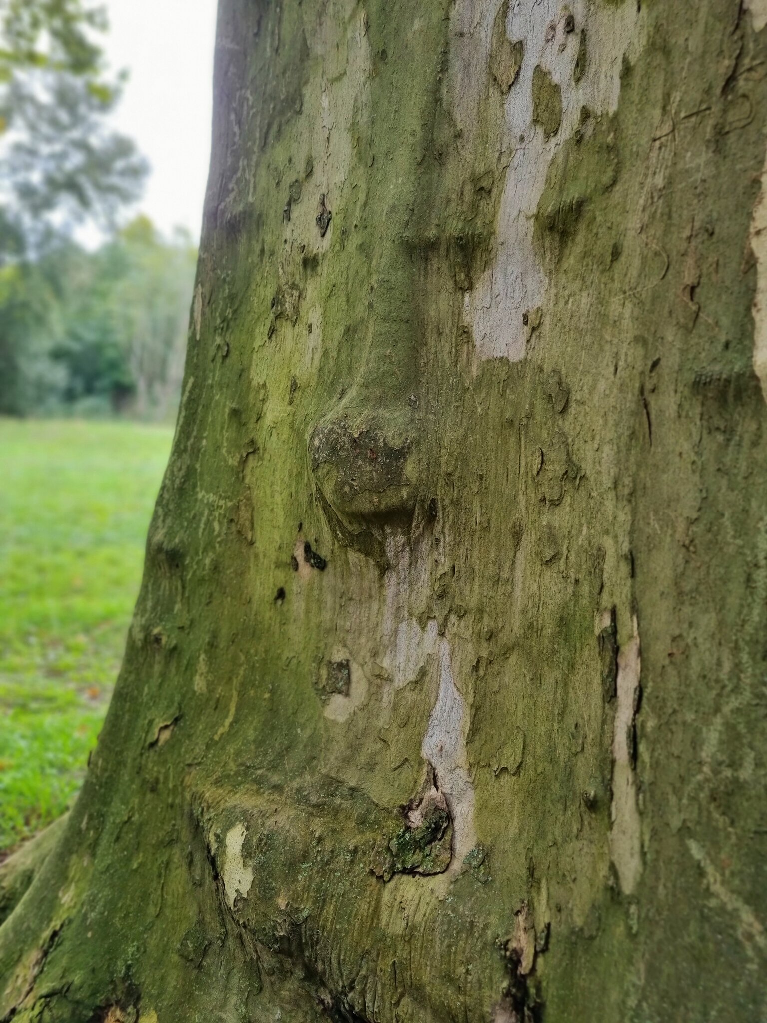 Der Baum mit dem Gesicht