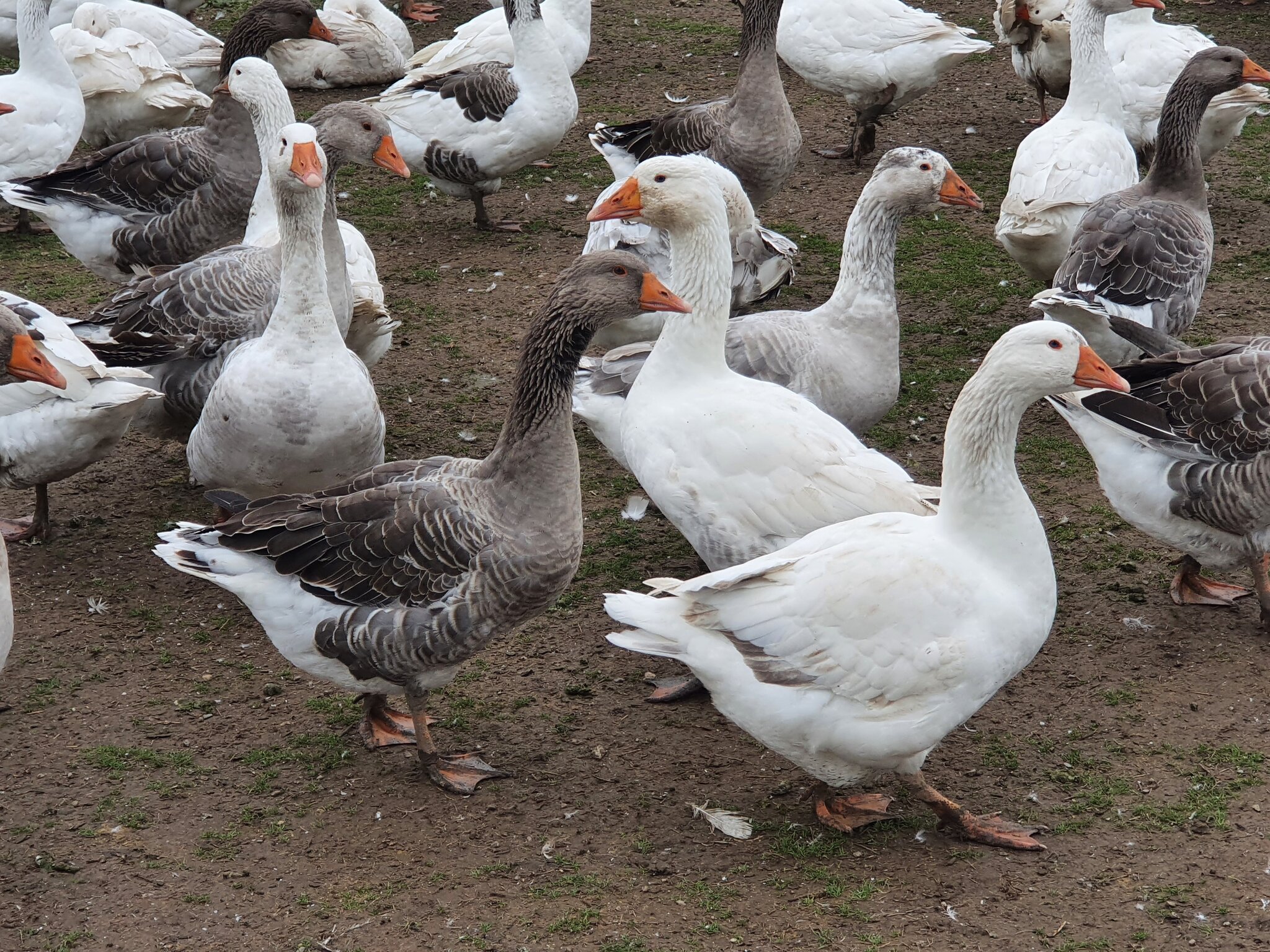 Das heurige Luxusgericht - Martinigansl 2022