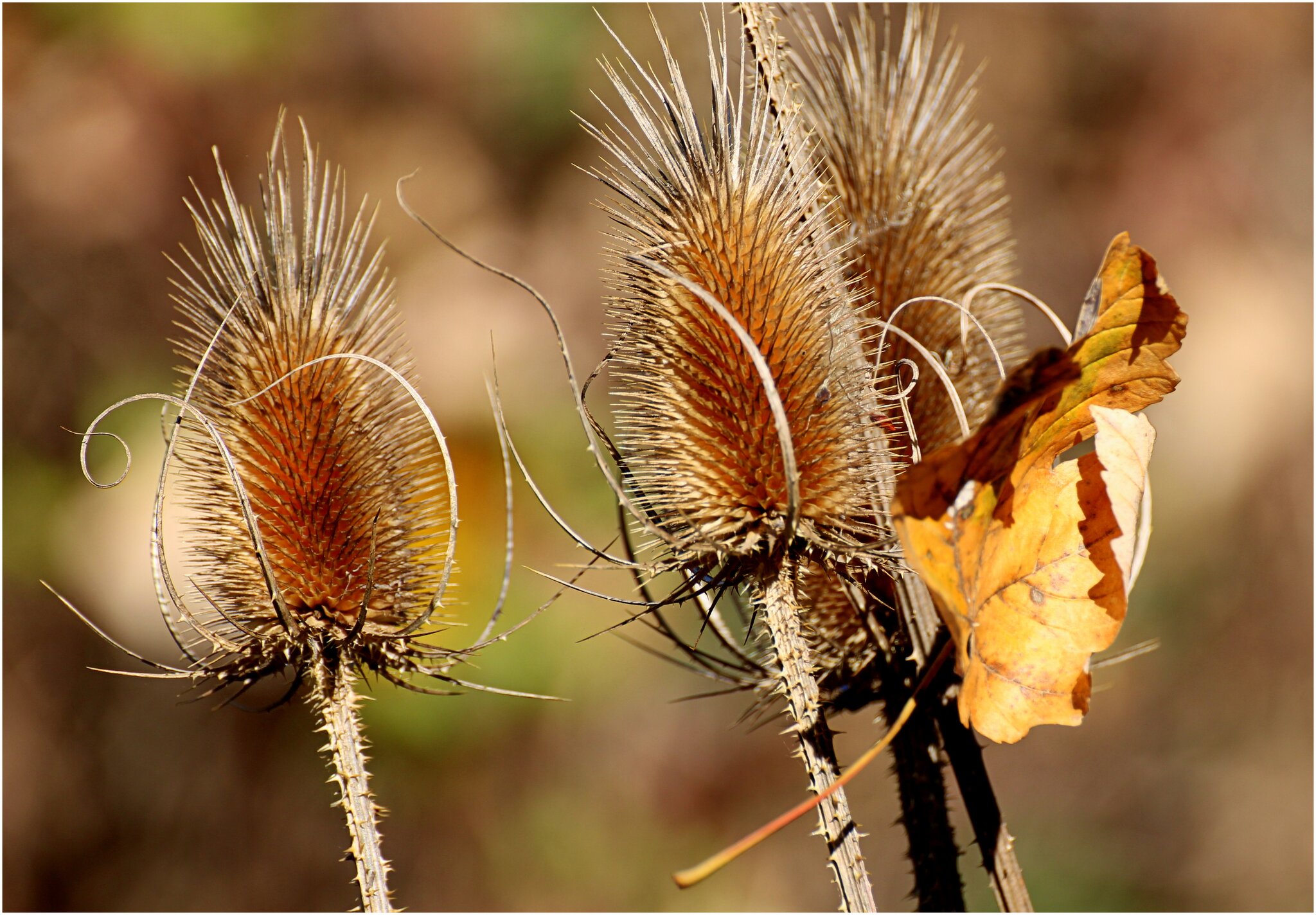 wilde Karden im Herbstkleid