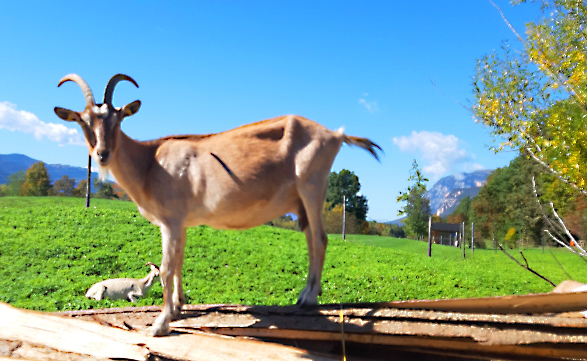 Ziege vom Weinberg