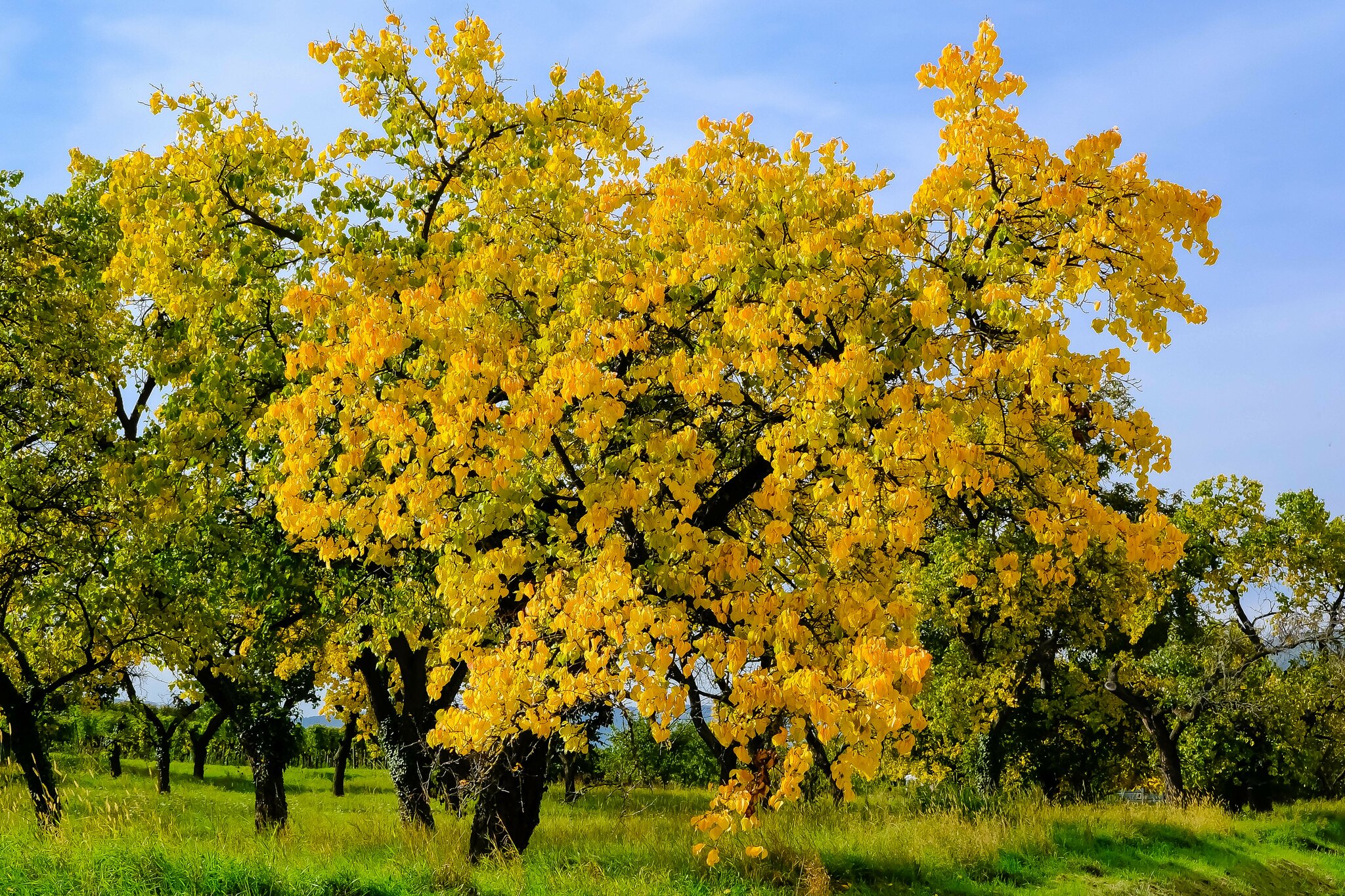 Marillenbaum im Herbst