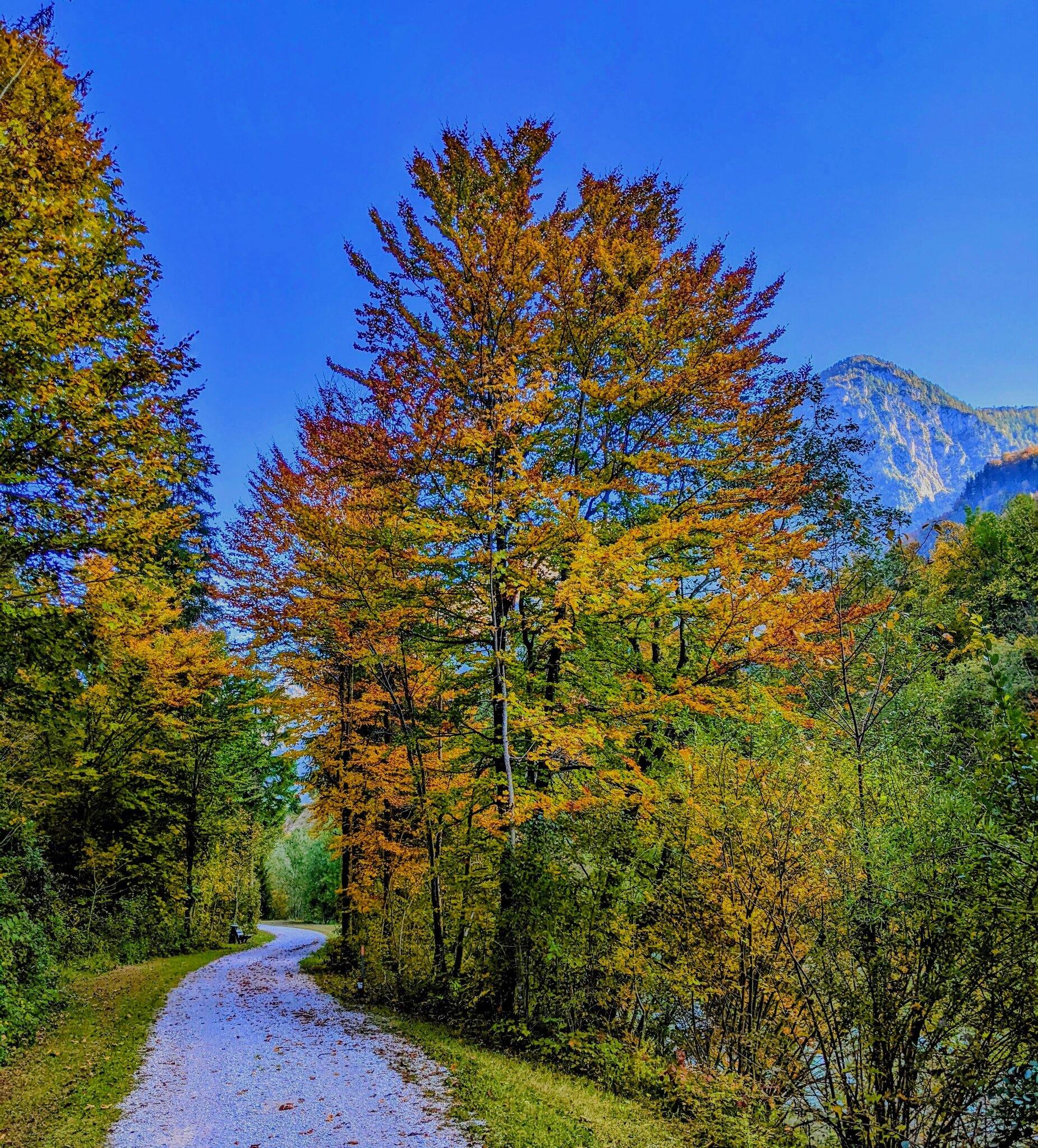 Die Blätter werden gelb ......
