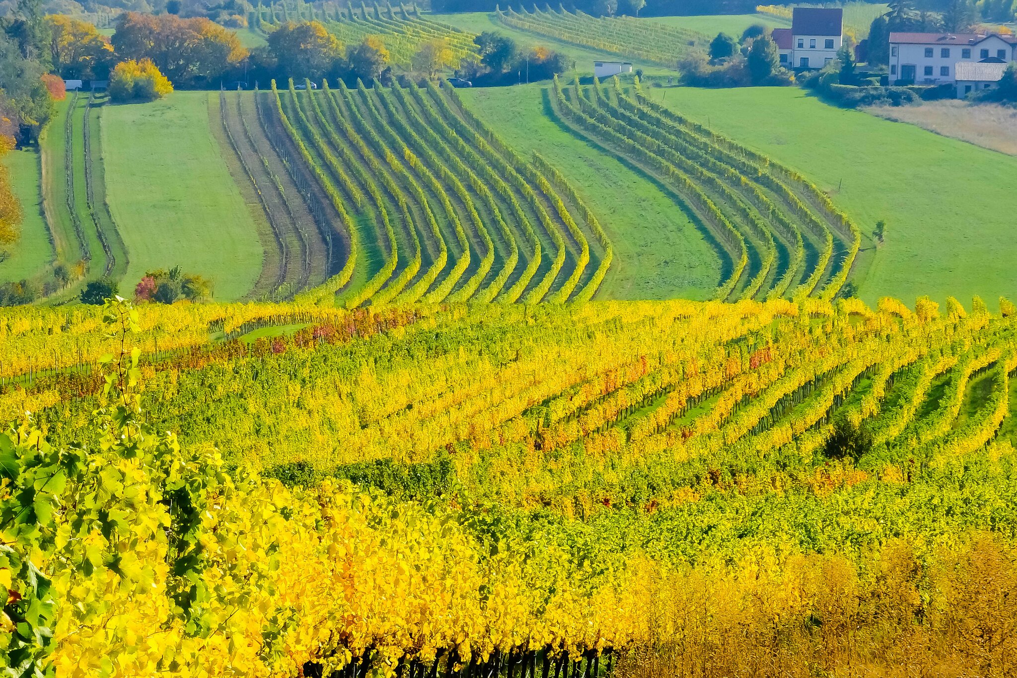 Die Ernte ist schon in den Fässern
