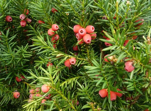 die giftige Eibe....