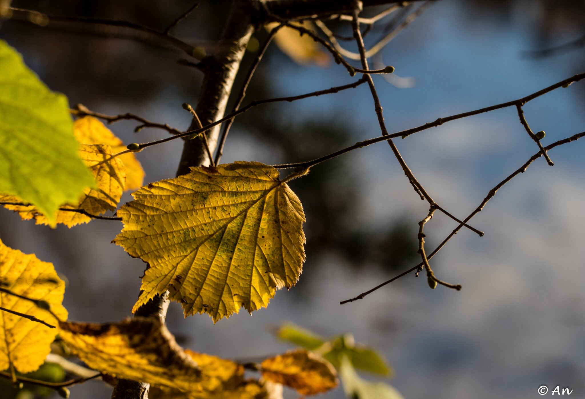 Freundschaft ist wie ein Blatt im Wind ...