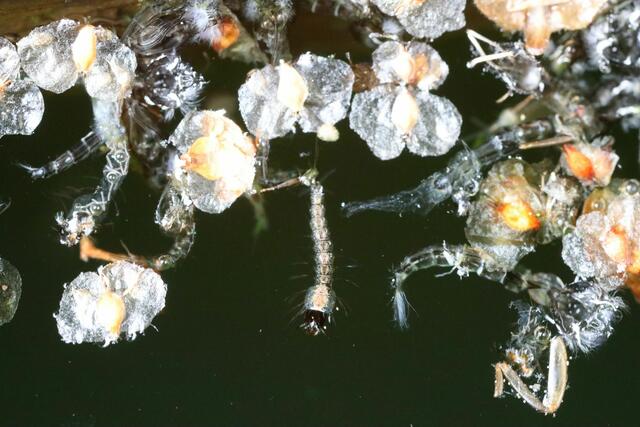 Verschieden Larven - o,2 bis 0,5 mm groß - in der Regentonne - mit ...