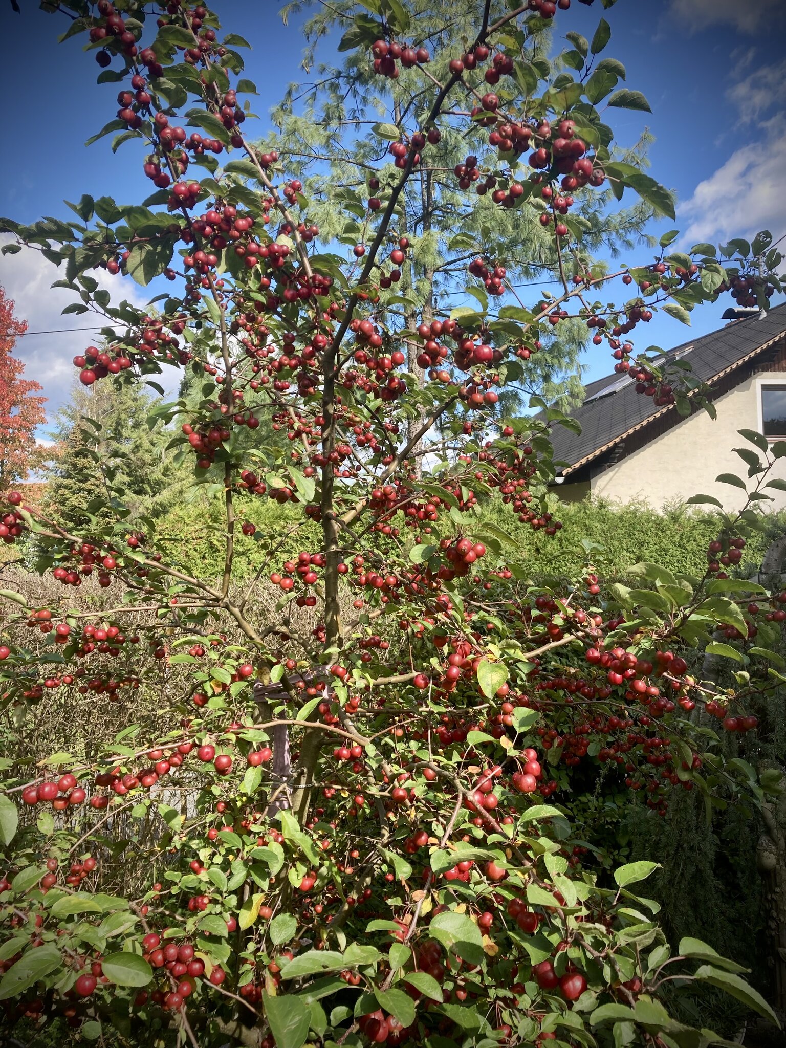Zierapfelbaum in voller Pracht!