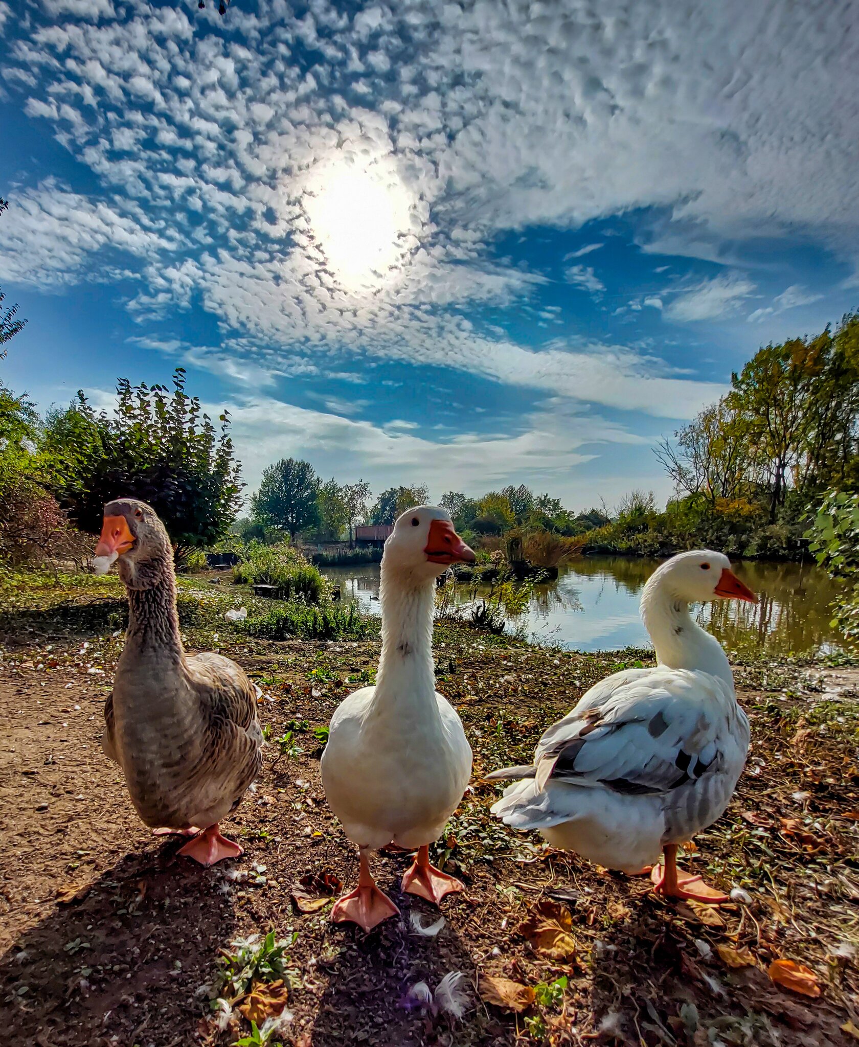 Gänse im Landschaftspark Gänserndorf