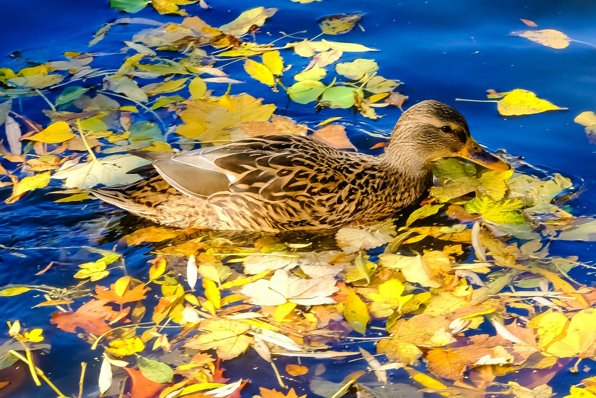 Ein Herbstbad, herrlich!