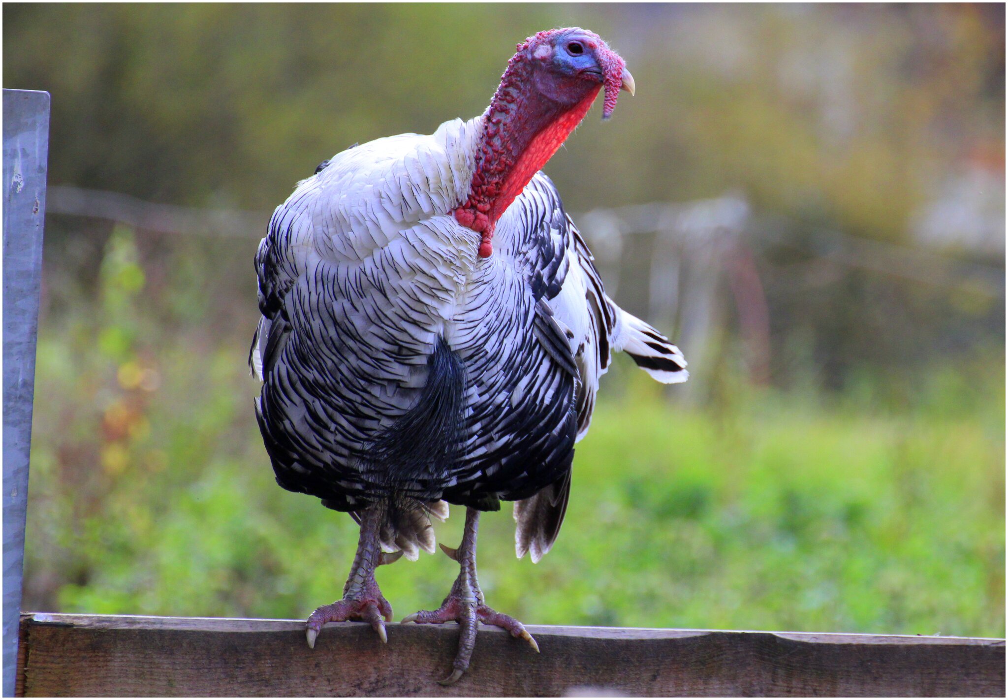 der Truthahn behält den Überblick