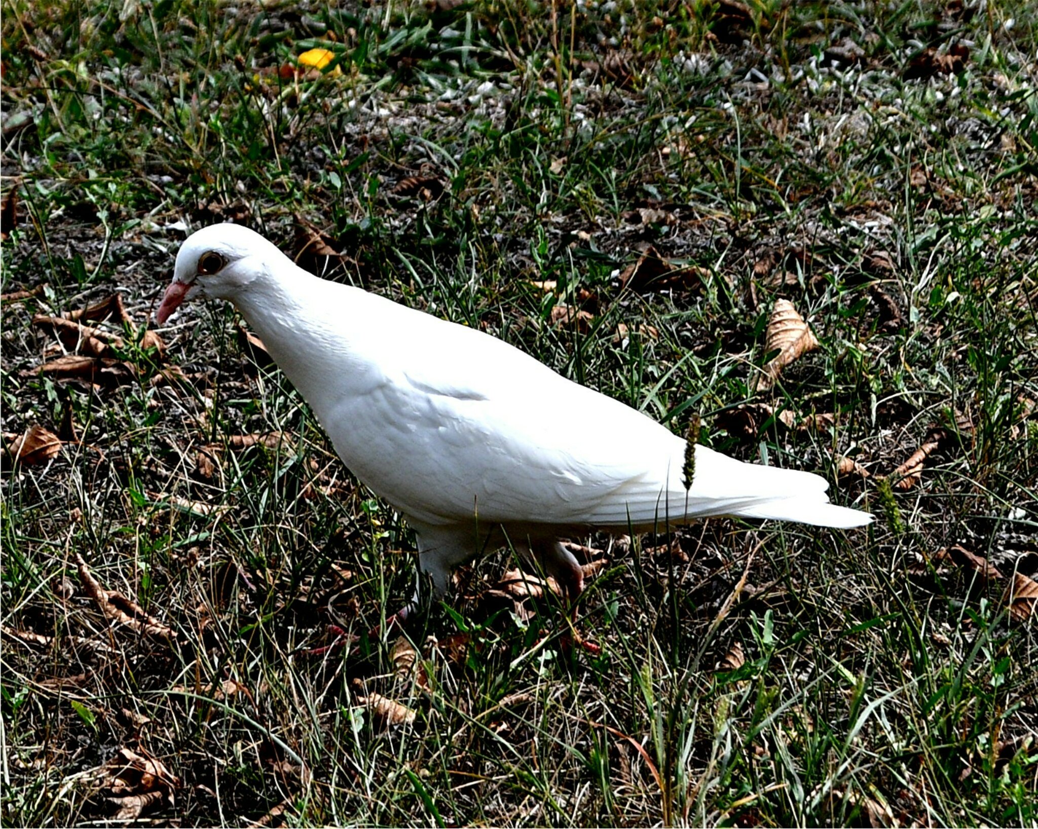Friedenstaube. Heute zu Besuch bei mir im Garten.