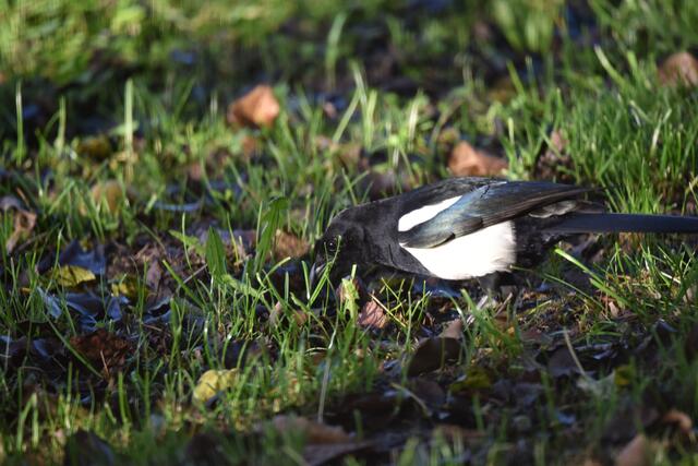 Elster bei der Futtersuche unterm Nussbaum
