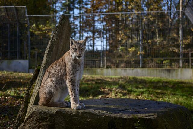 Der Luchs - Einzelgänger mit fantastischem Hörvermögen