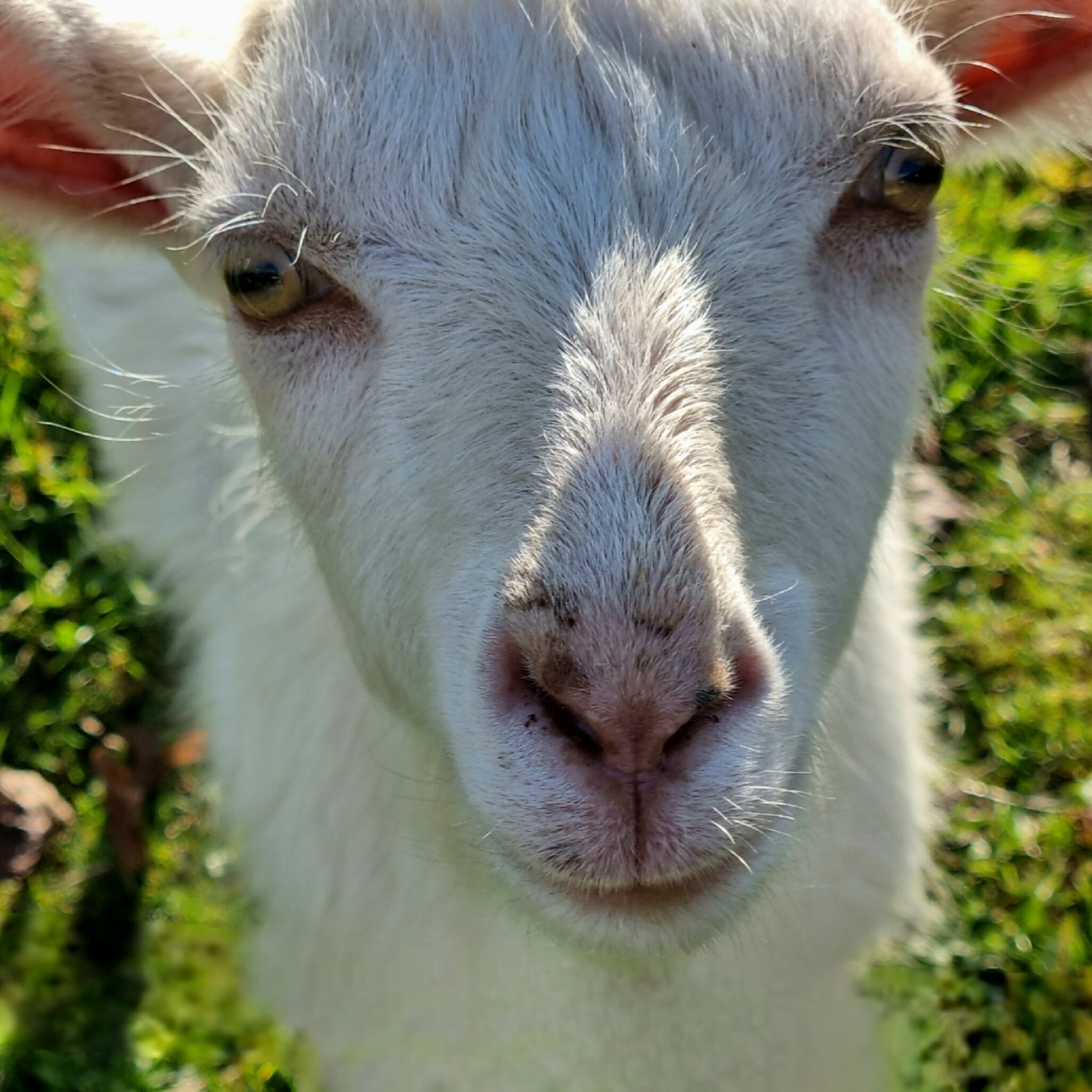 Ich sprang nur über Gräbelein...