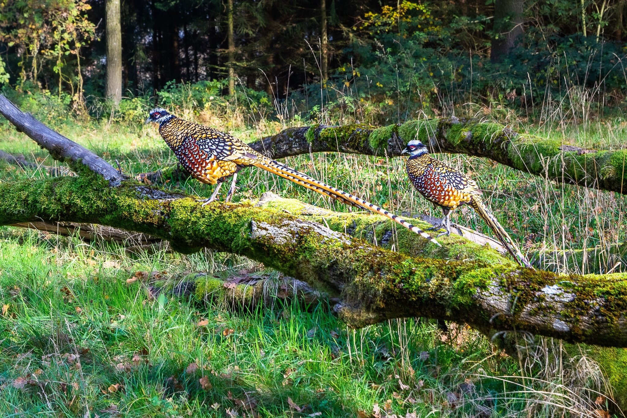 Fasane in Breitenaich