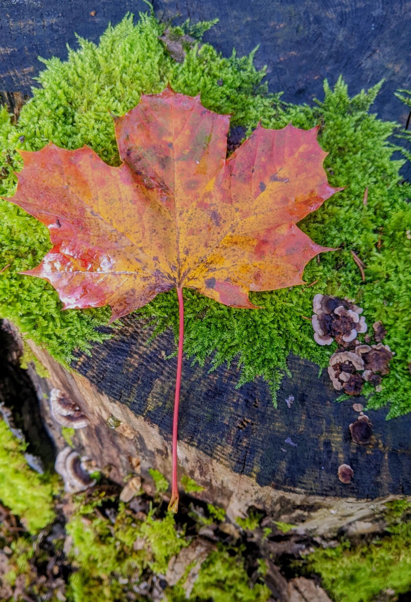 Farbenfrohes Ahornblatt