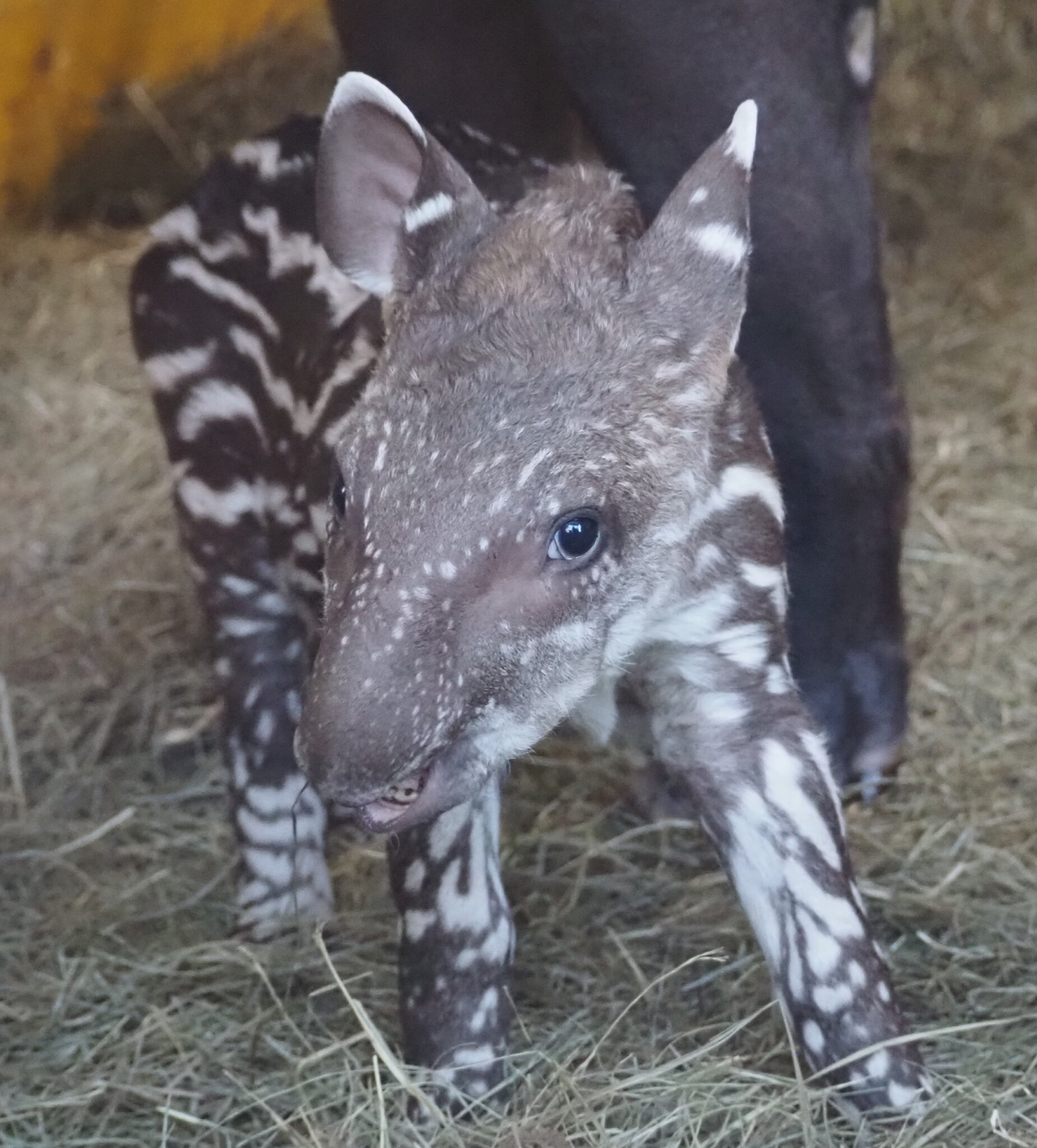 Ein Flachlandtapirbaby im Tierpark Schmieding in Krenglbach