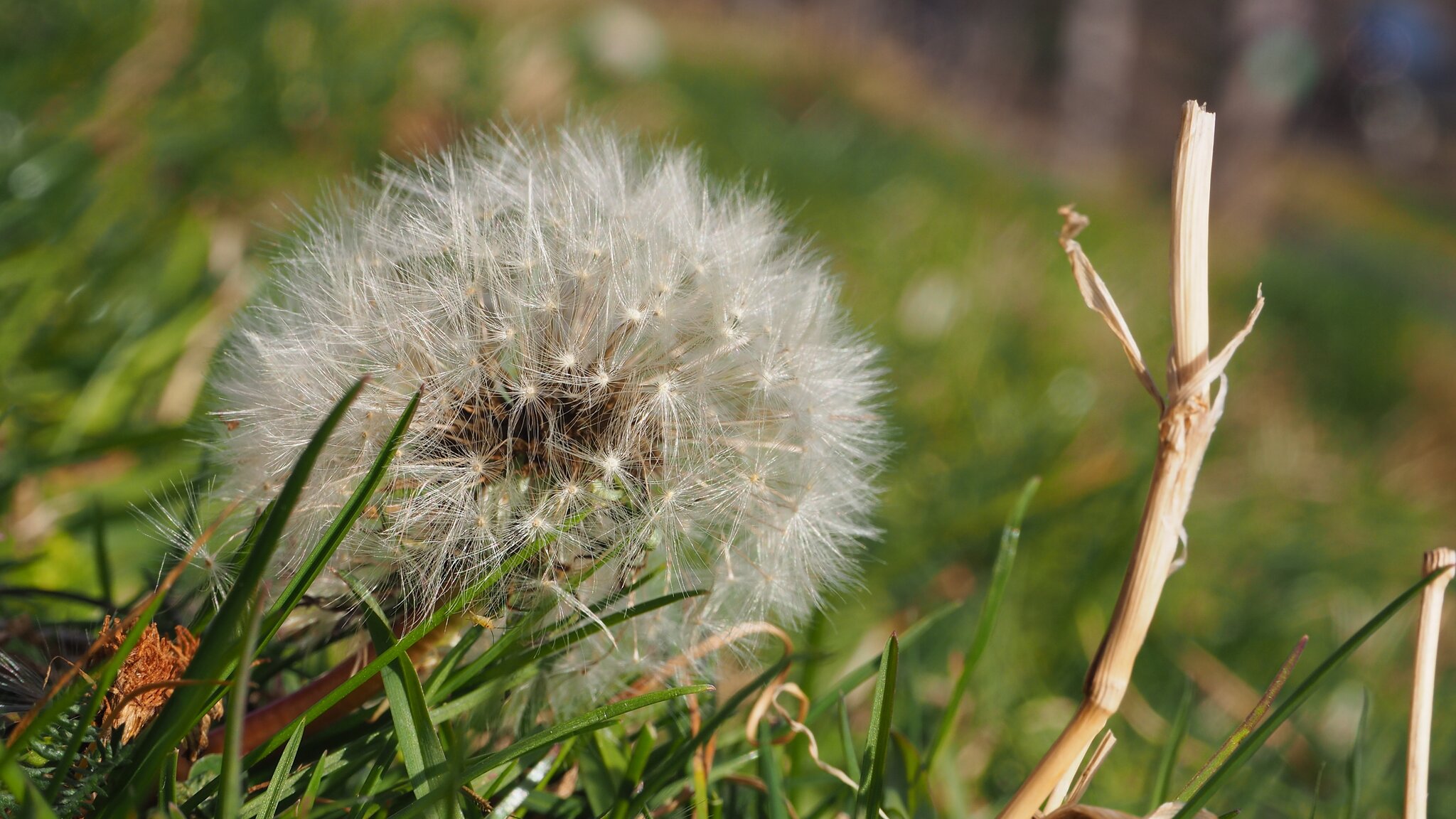 In den kleinsten Dingen zeigt die Natur ihre allergrößten Wunder.