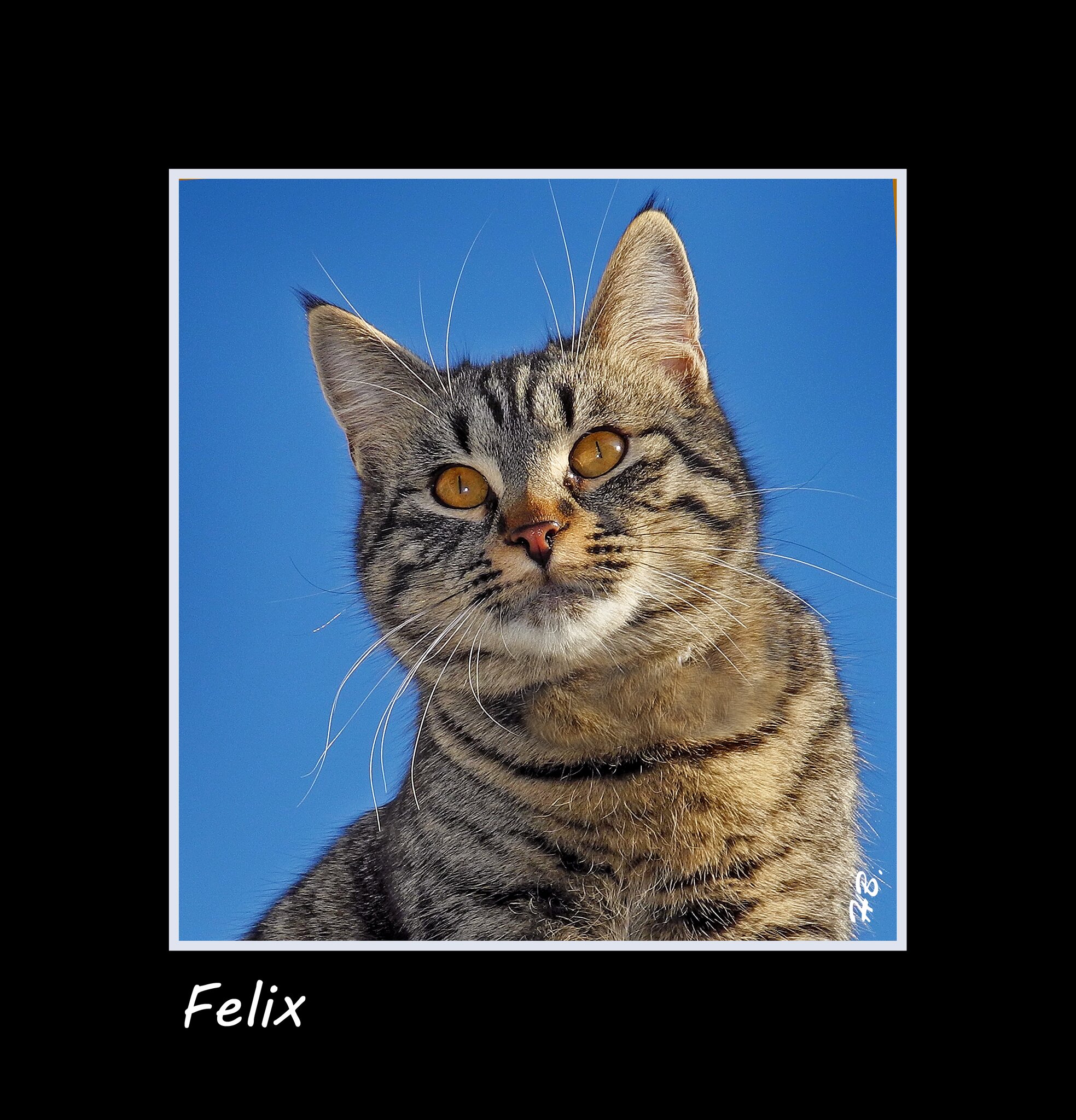 FELIX