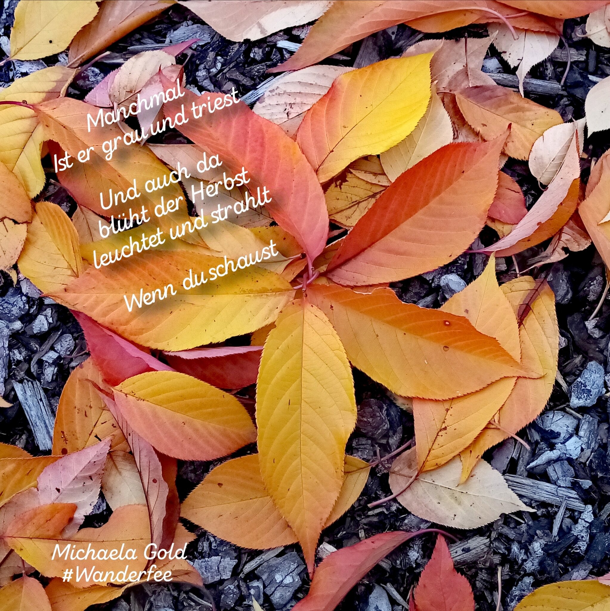 Manchmal - ist er grau und triest - und auch da - blüht der Herbst ...