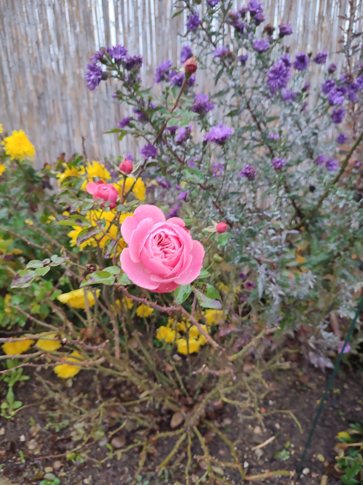 Herrlich blühende Princess Alexandra of Kent Rose im Garten.
