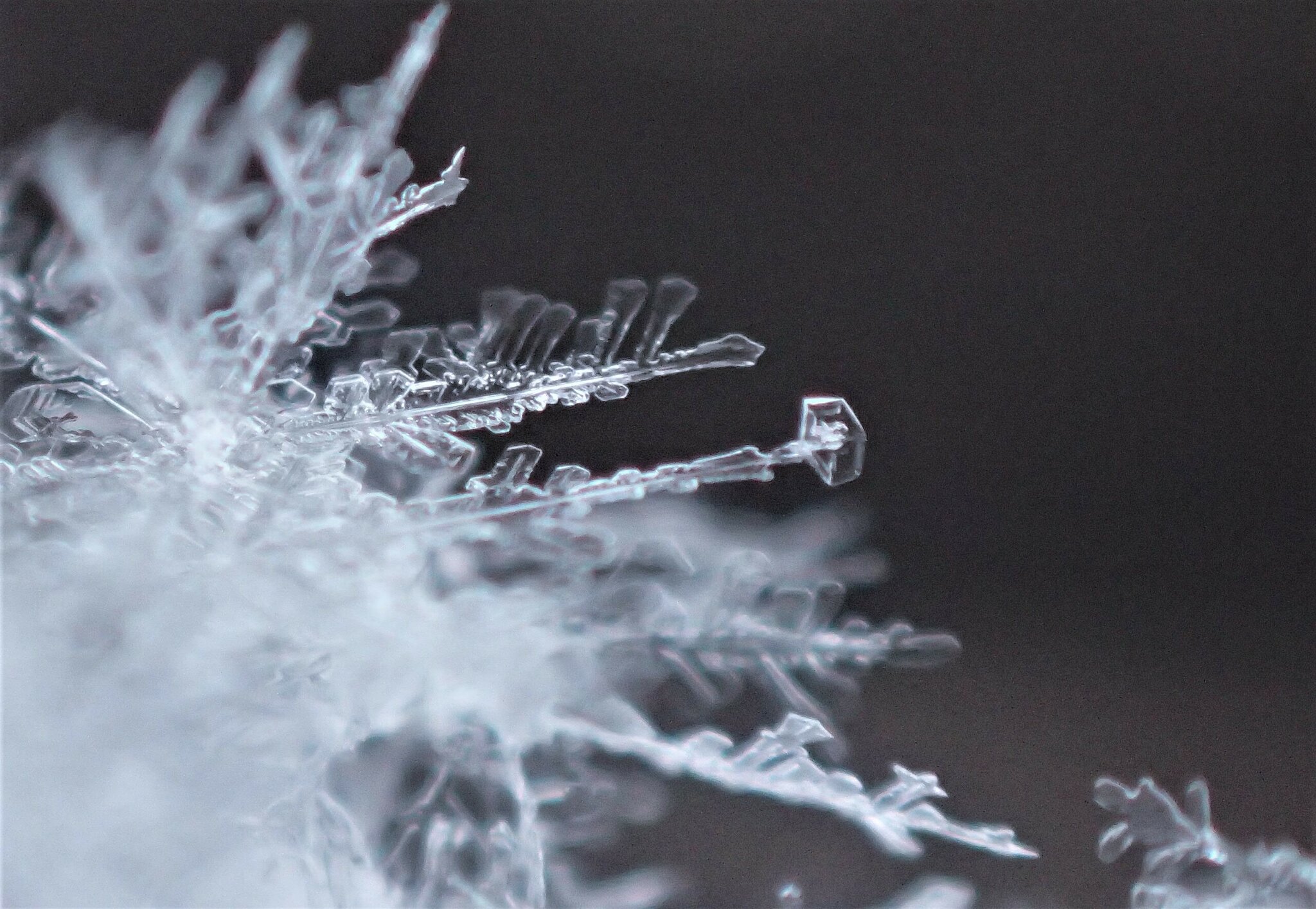 Die erste Schneeflocke