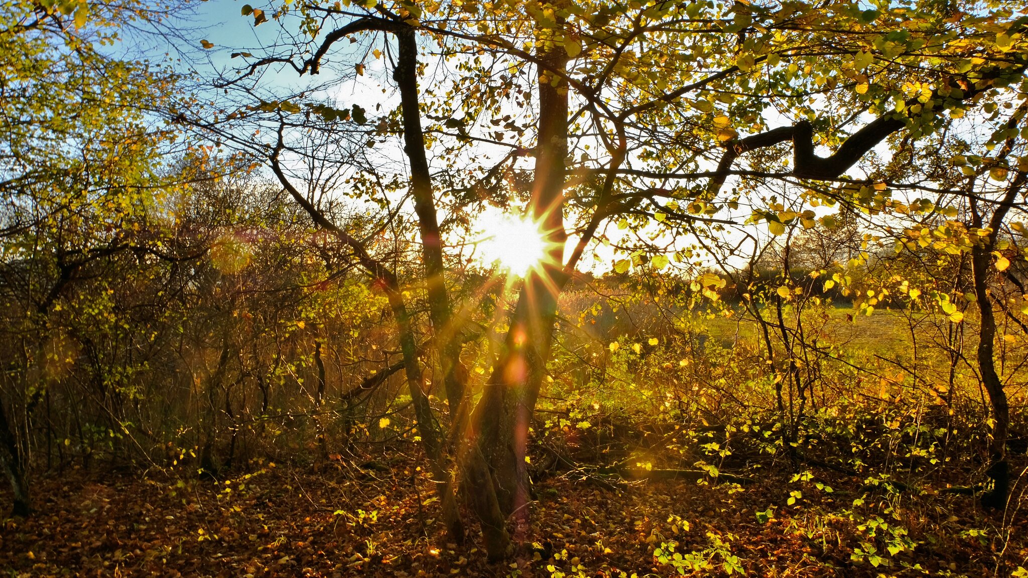 Herbstbild...