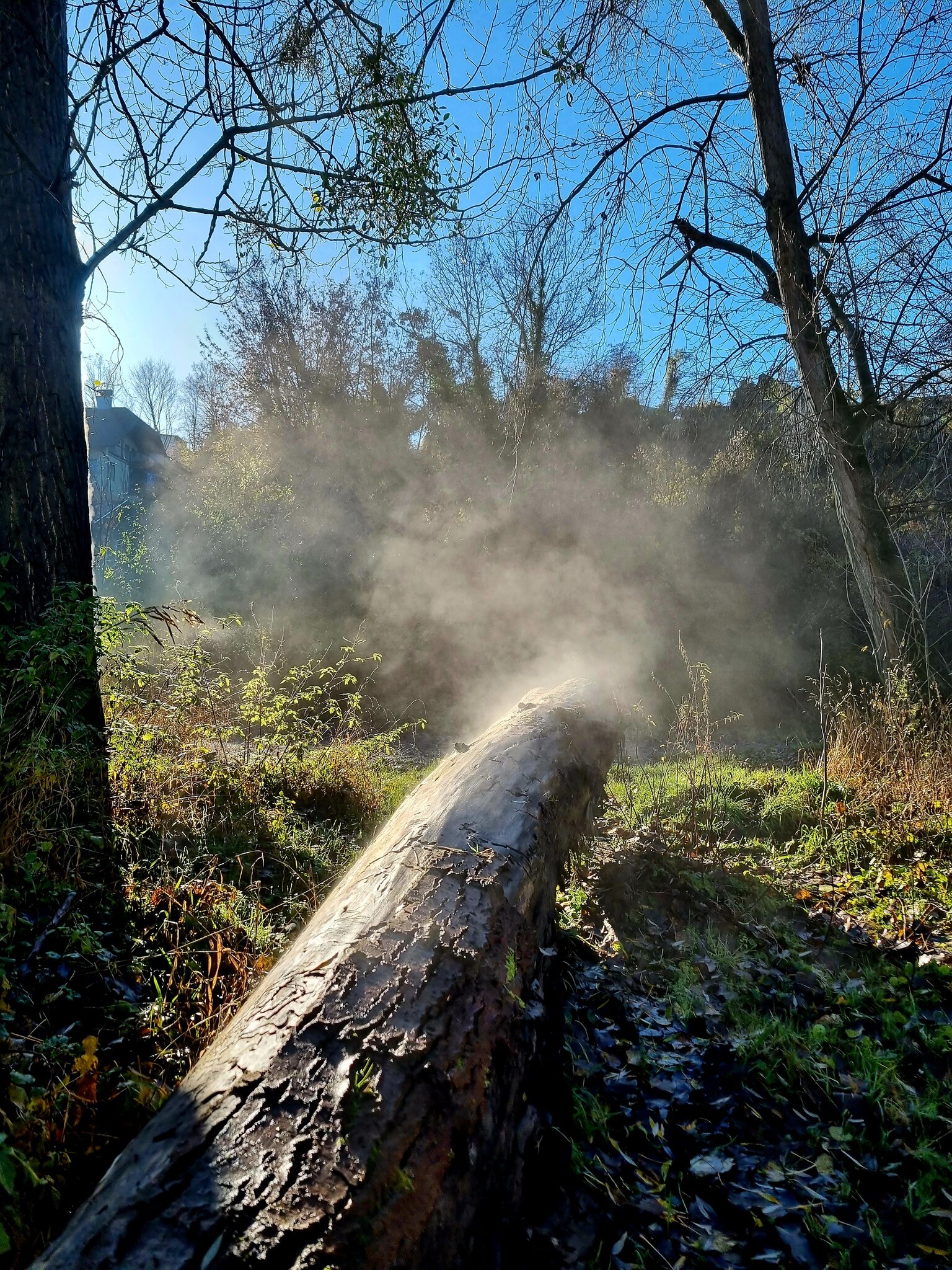 Sonnenaufgang trifft auf nassen Baumstamm