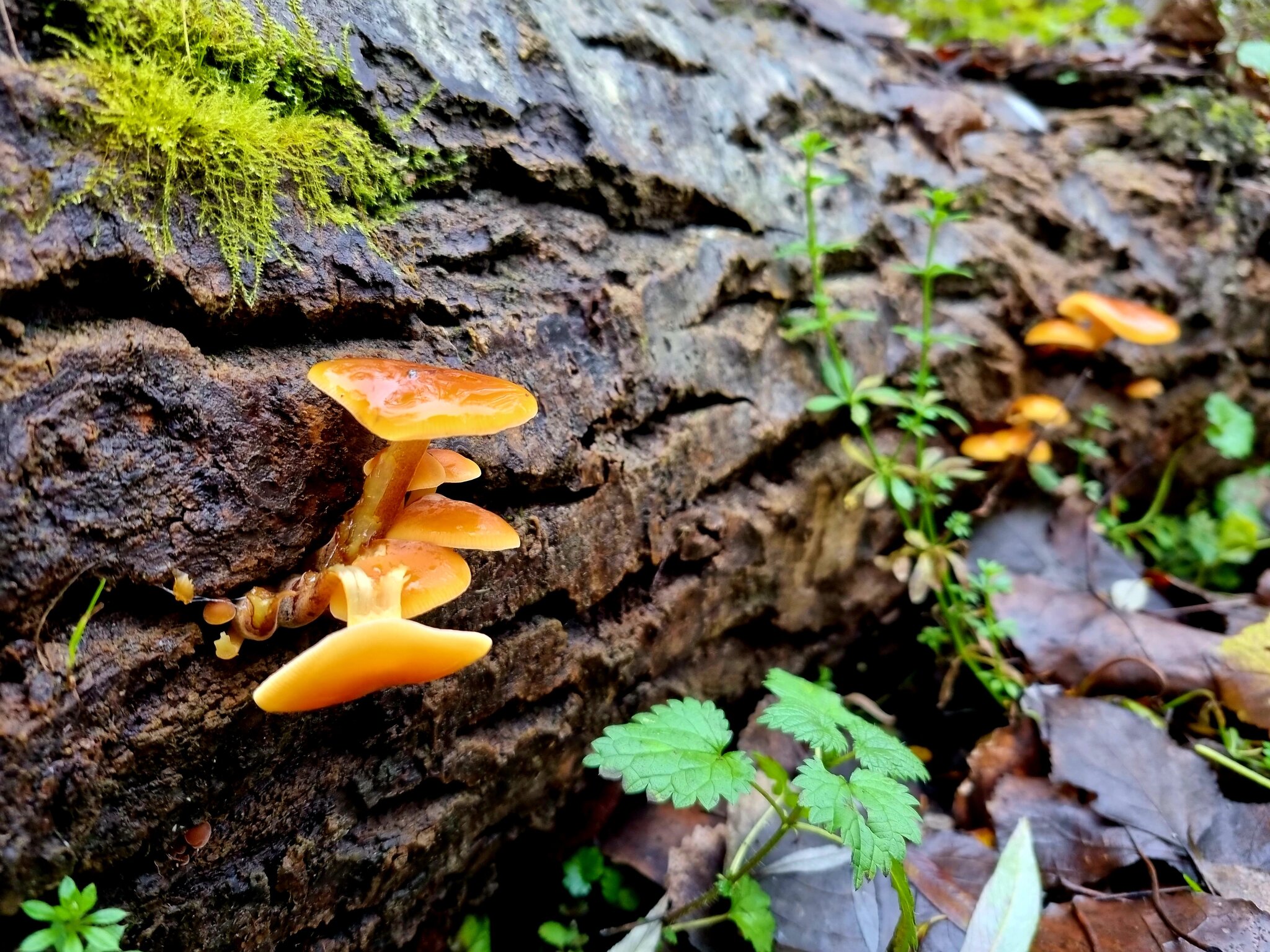 Was für ein wunderschönes Orange!