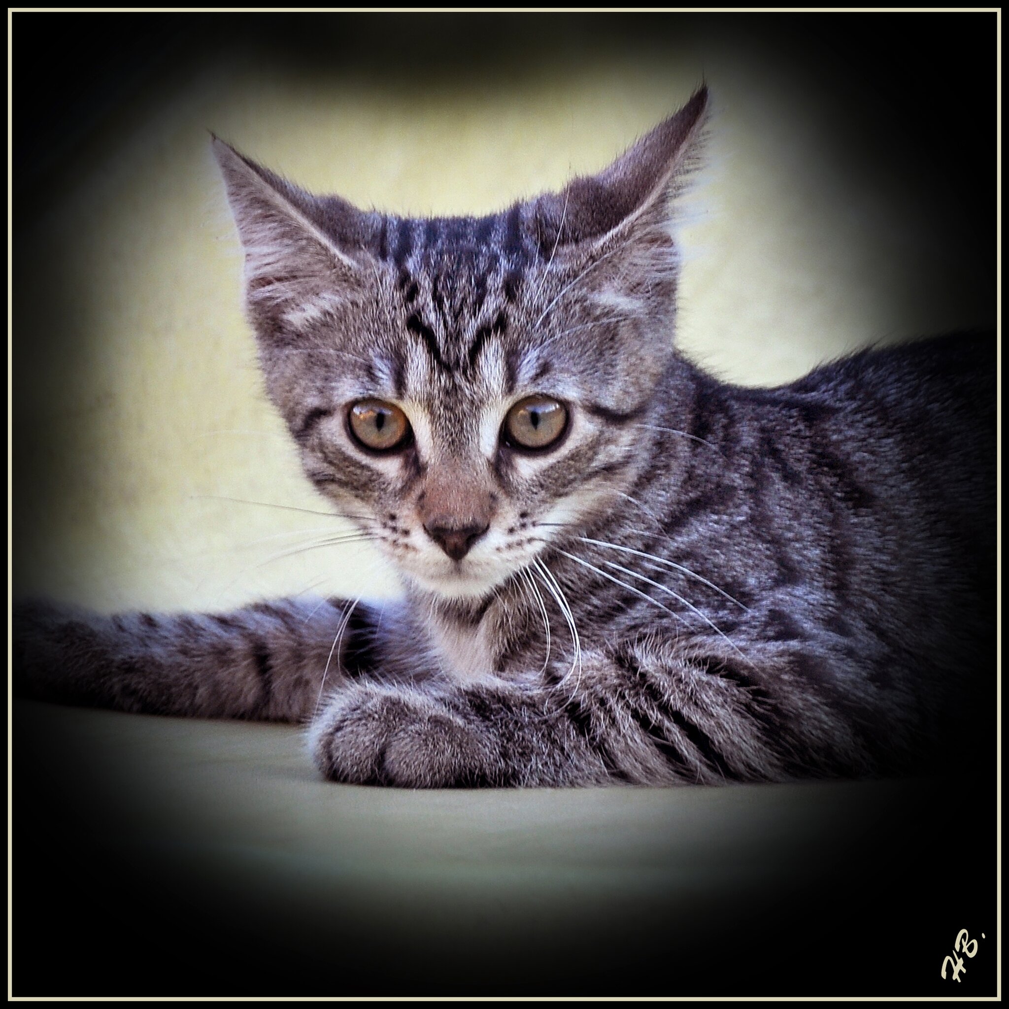 Schon die kleinste Katze ist ein Meisterwerk