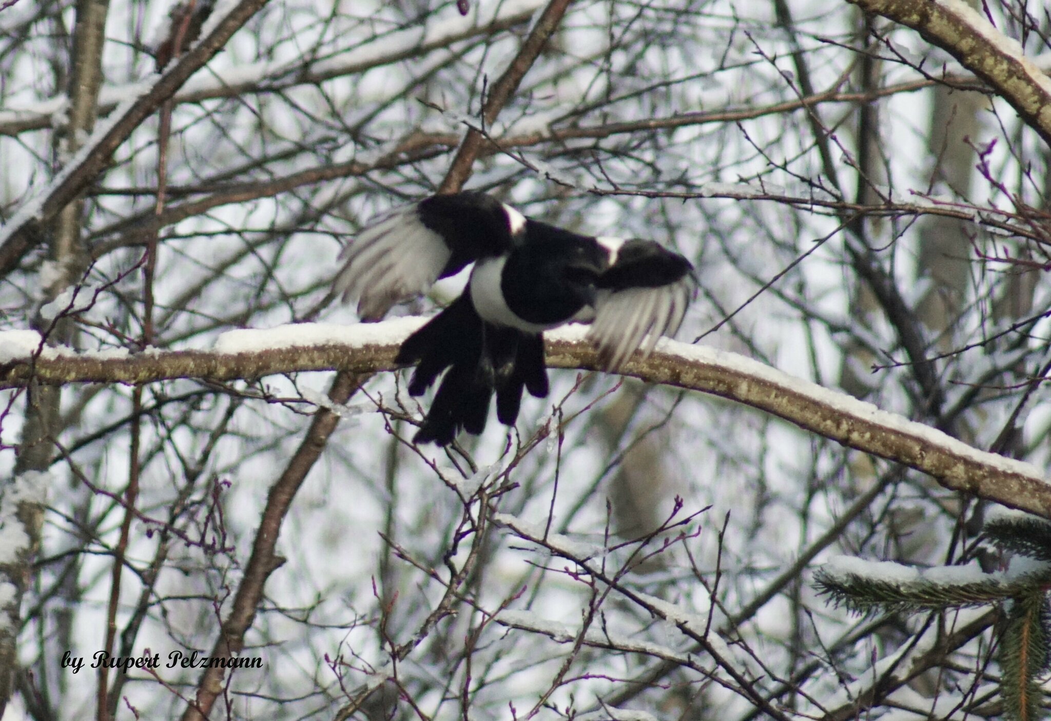 Eine Elster im Flug