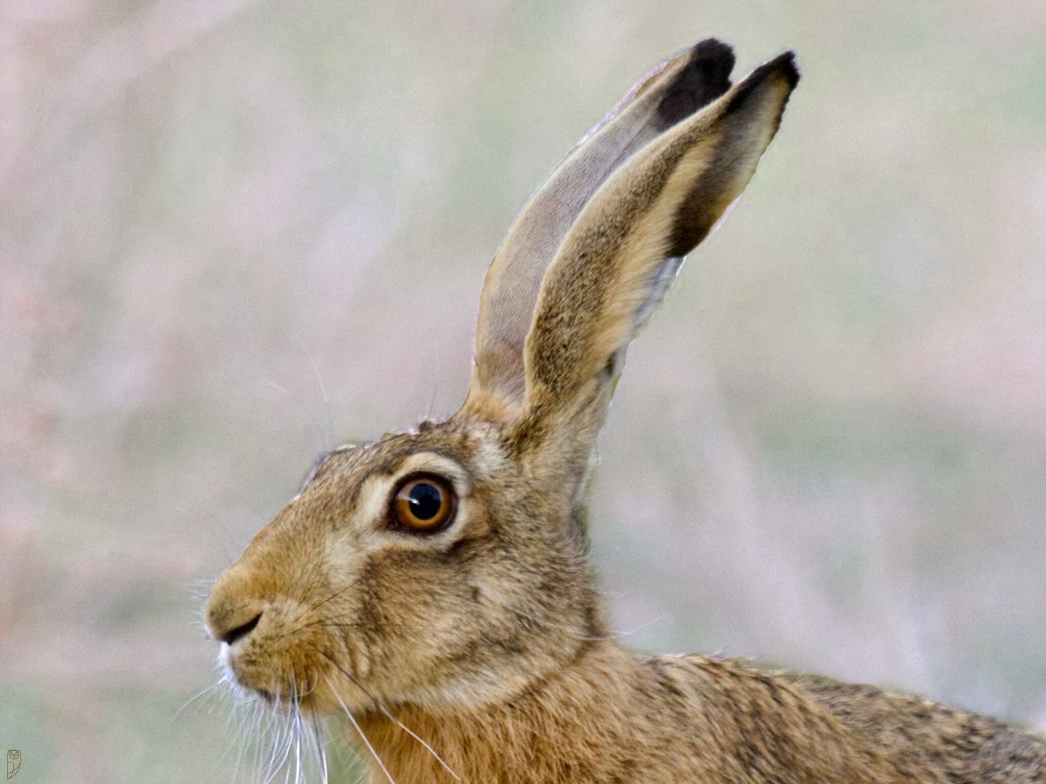 Heute beginnt das Jahr des Hasen ...
