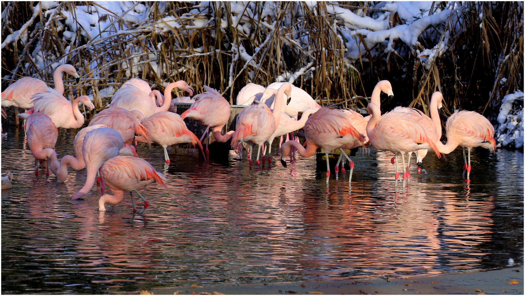 die Flamingos holen sich im Moment kalte Füße