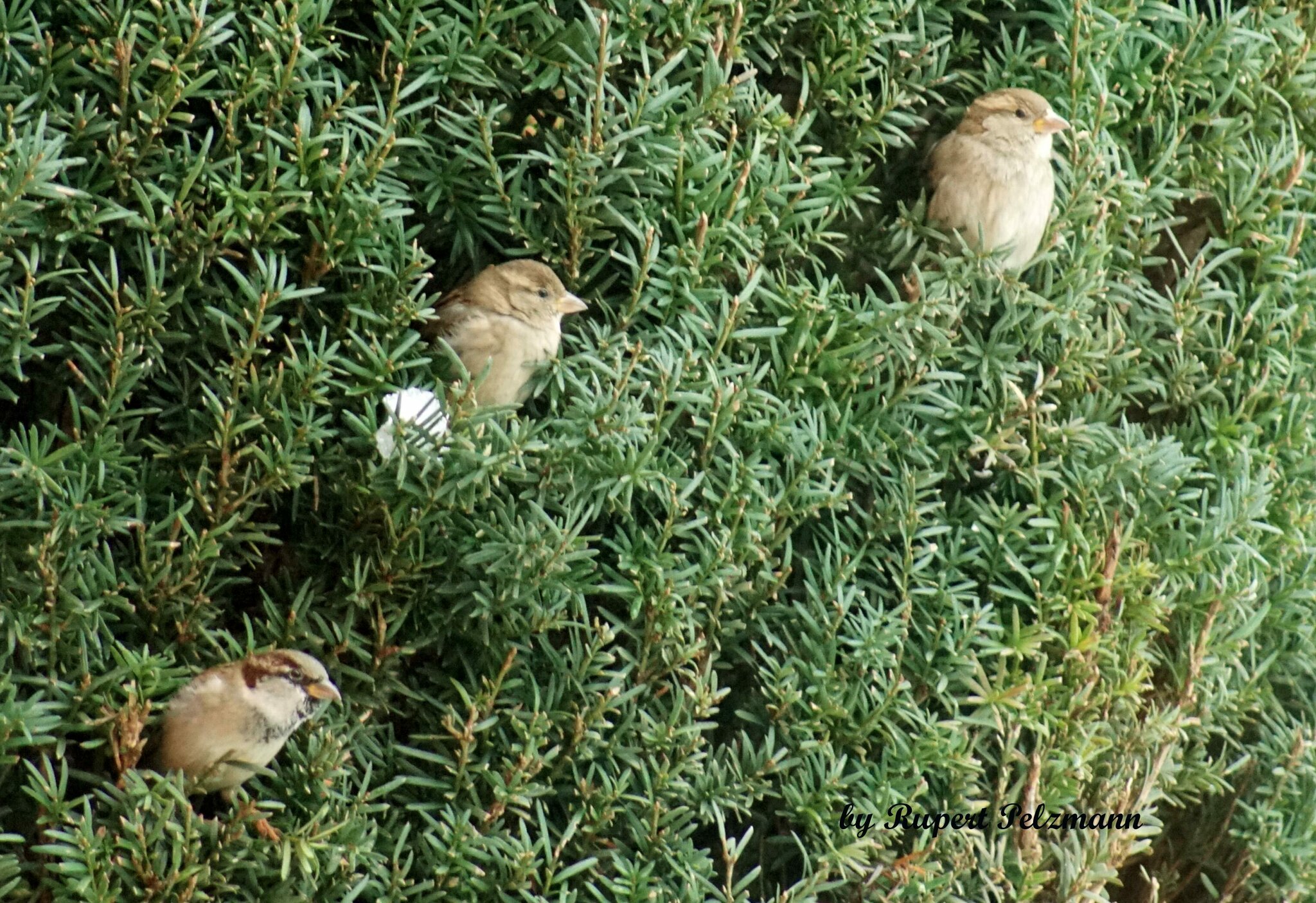 Sperlinge mit Überblick