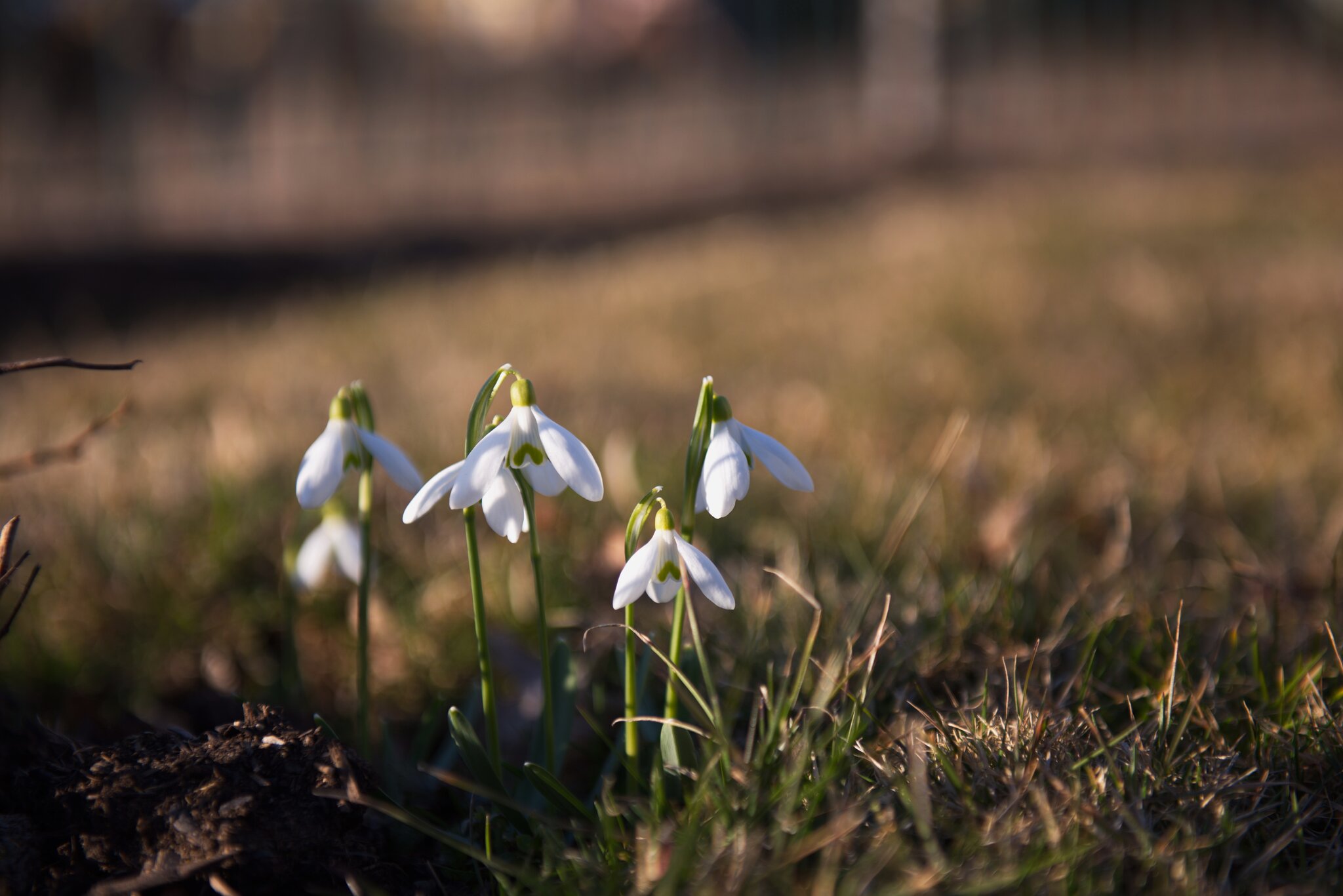 Die ersten Schneeglöckchen