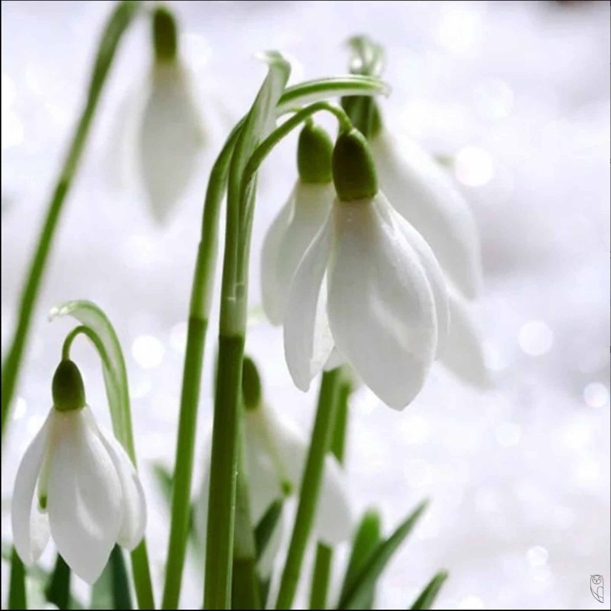 Die Natur beginnt langsam zu blühen.