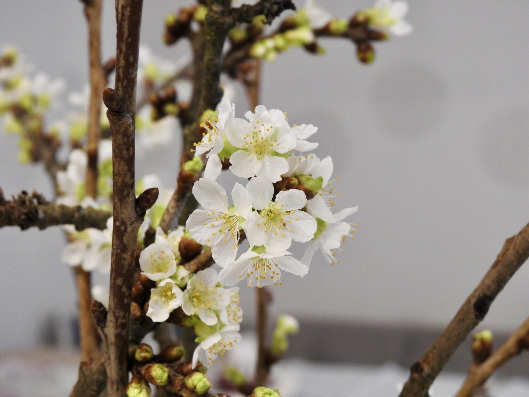 zum Blühen gebracht