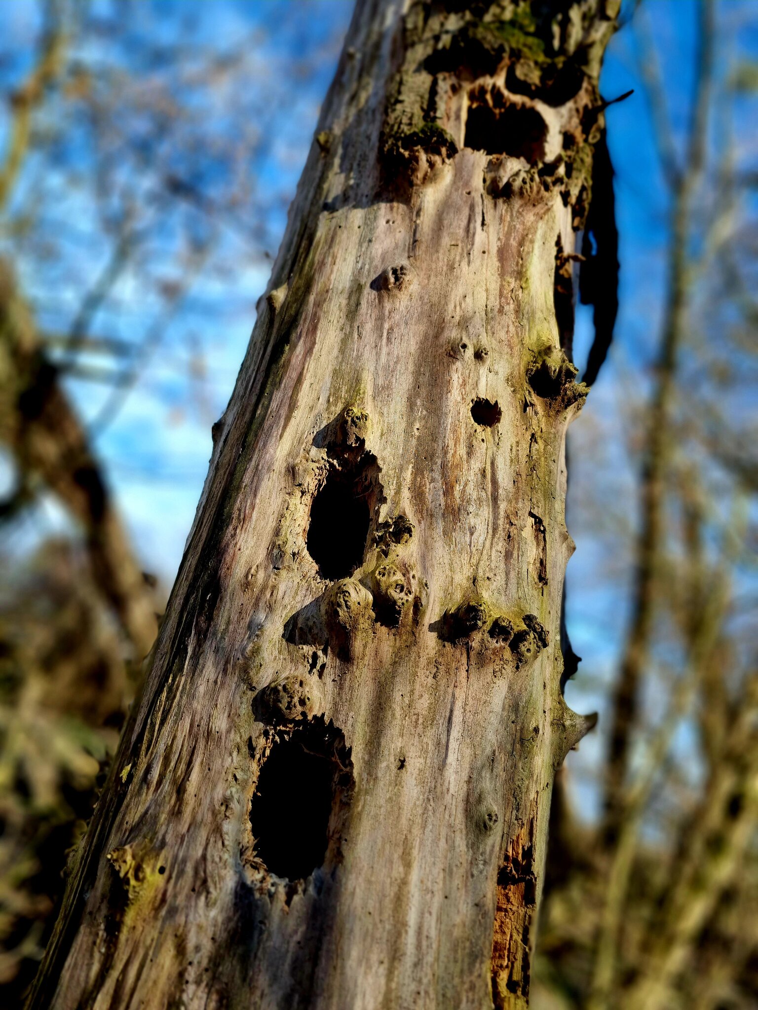 Kreis, Kreis, Viereck