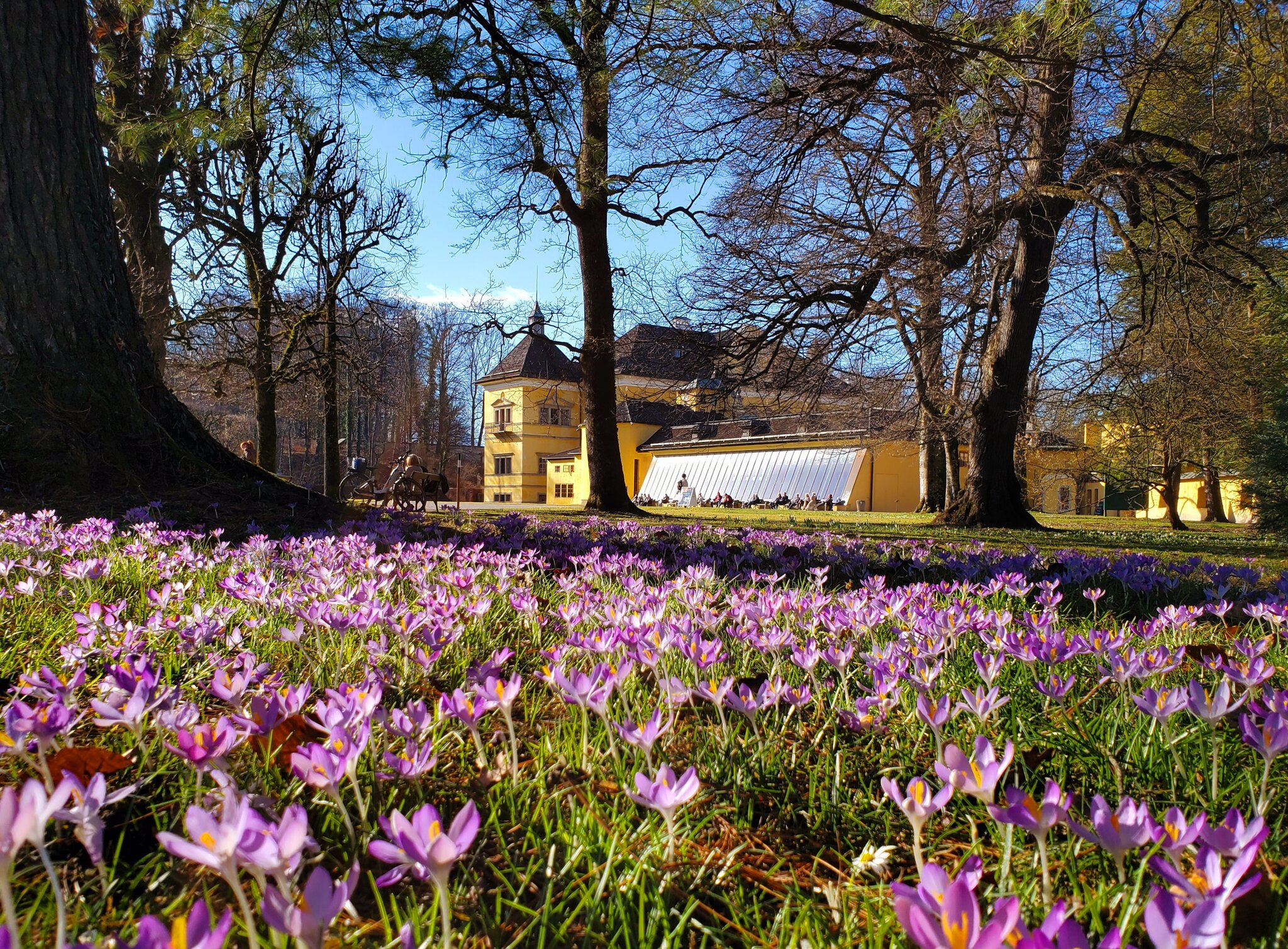Blumenteppich im Schlosspark