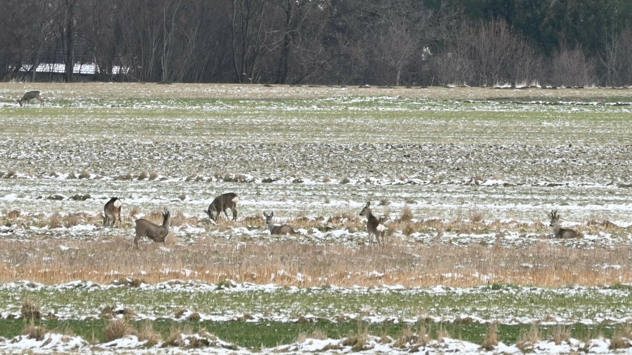 Ein Rudel Rehe beim Frühstücken