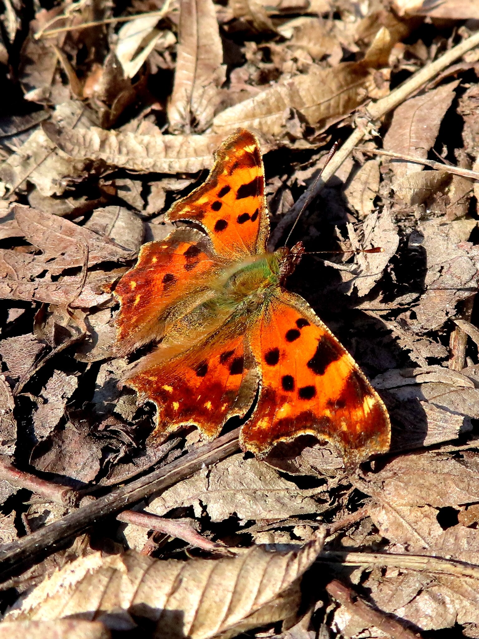 Einer der Ersten im Frühling - der sogenannte C-Falter (Polygonia c-album).