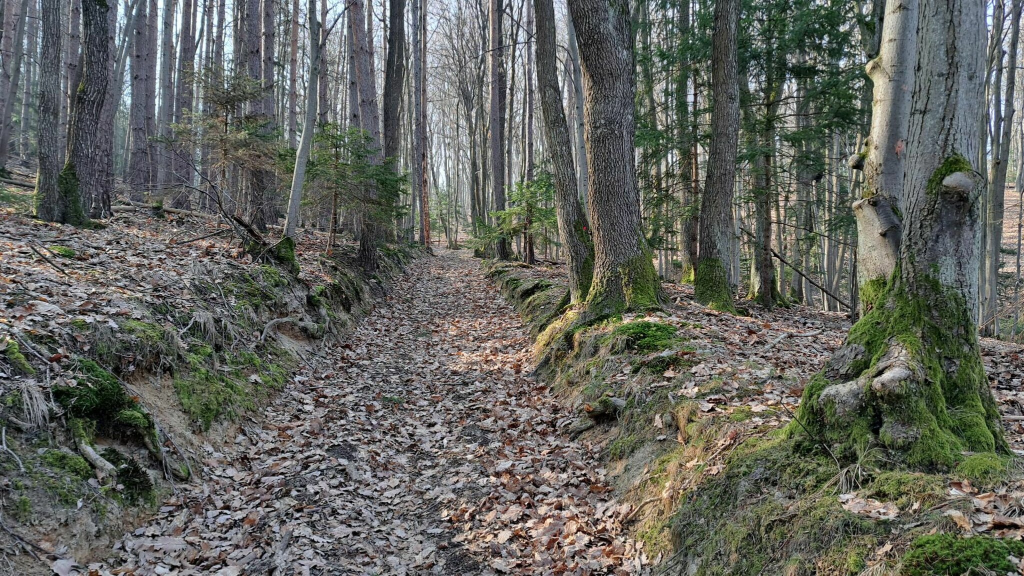 Im Eichenwald auf den Reisnerkogel